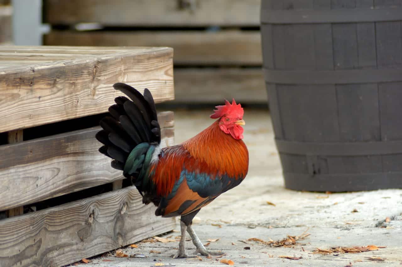 Biking in Key West - 6 Routes You Need to Know - Coleman Concierge